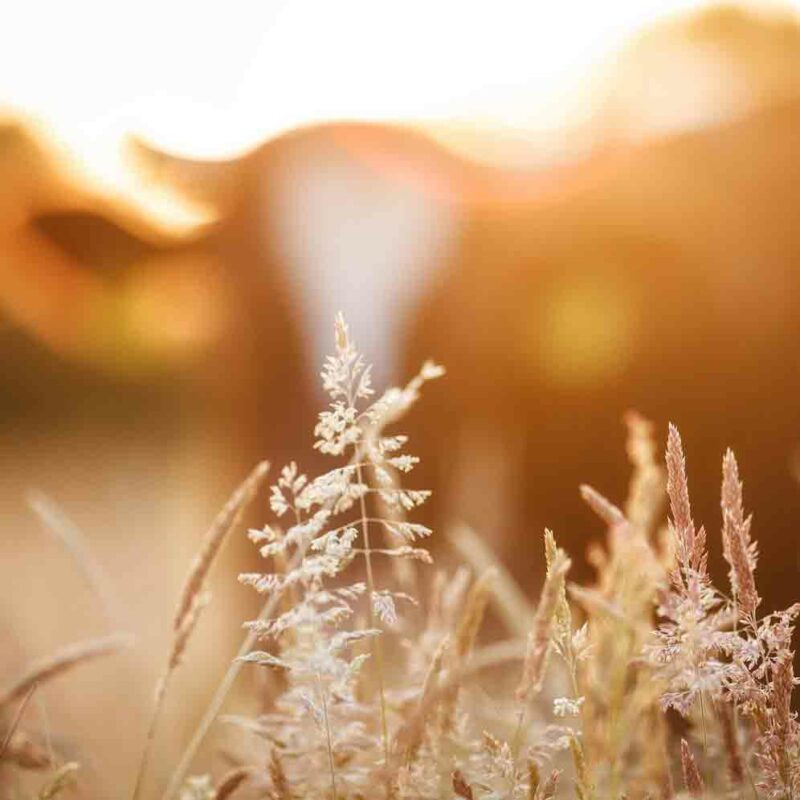 Appellation d'origine protégée/contrôlée (AOP/AOC) - Référence BFC